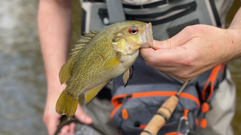 An Ode to Panfish Fishing - Part Two | JBicklesbee