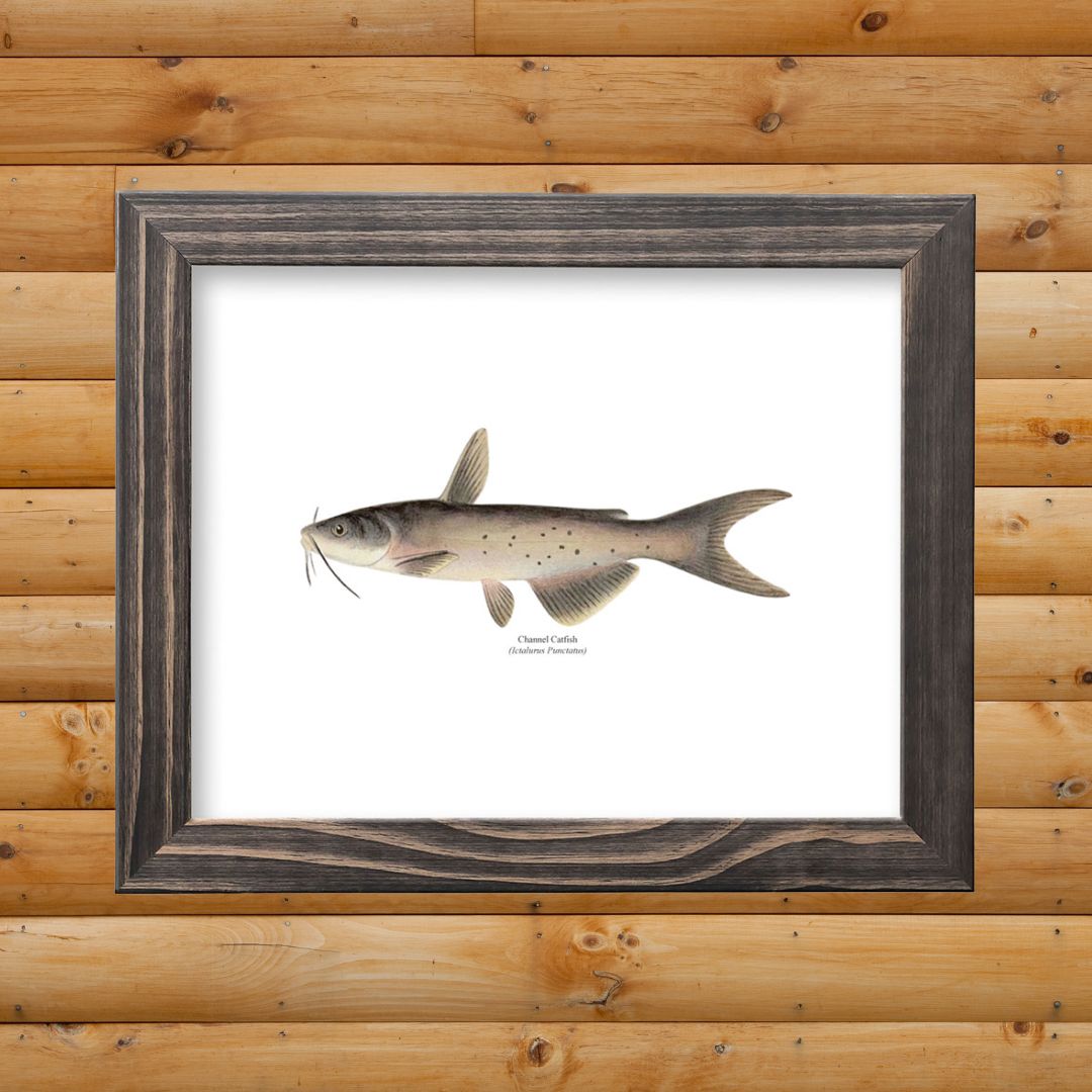 Channel Catfish Vintage Naturalist Print | JBicklesbee