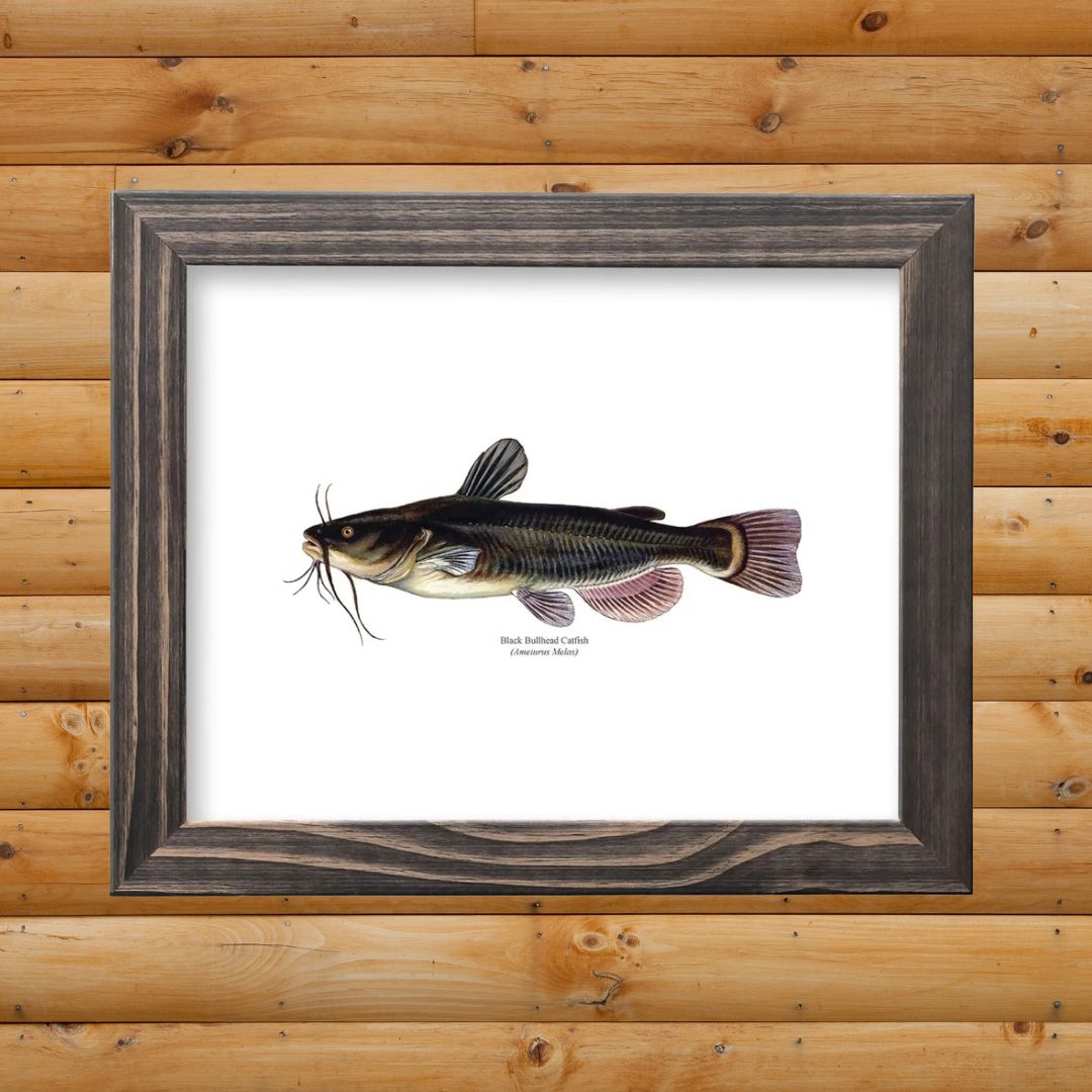 Black Bullhead Catfish Vintage Naturalist Print | JBicklesbee