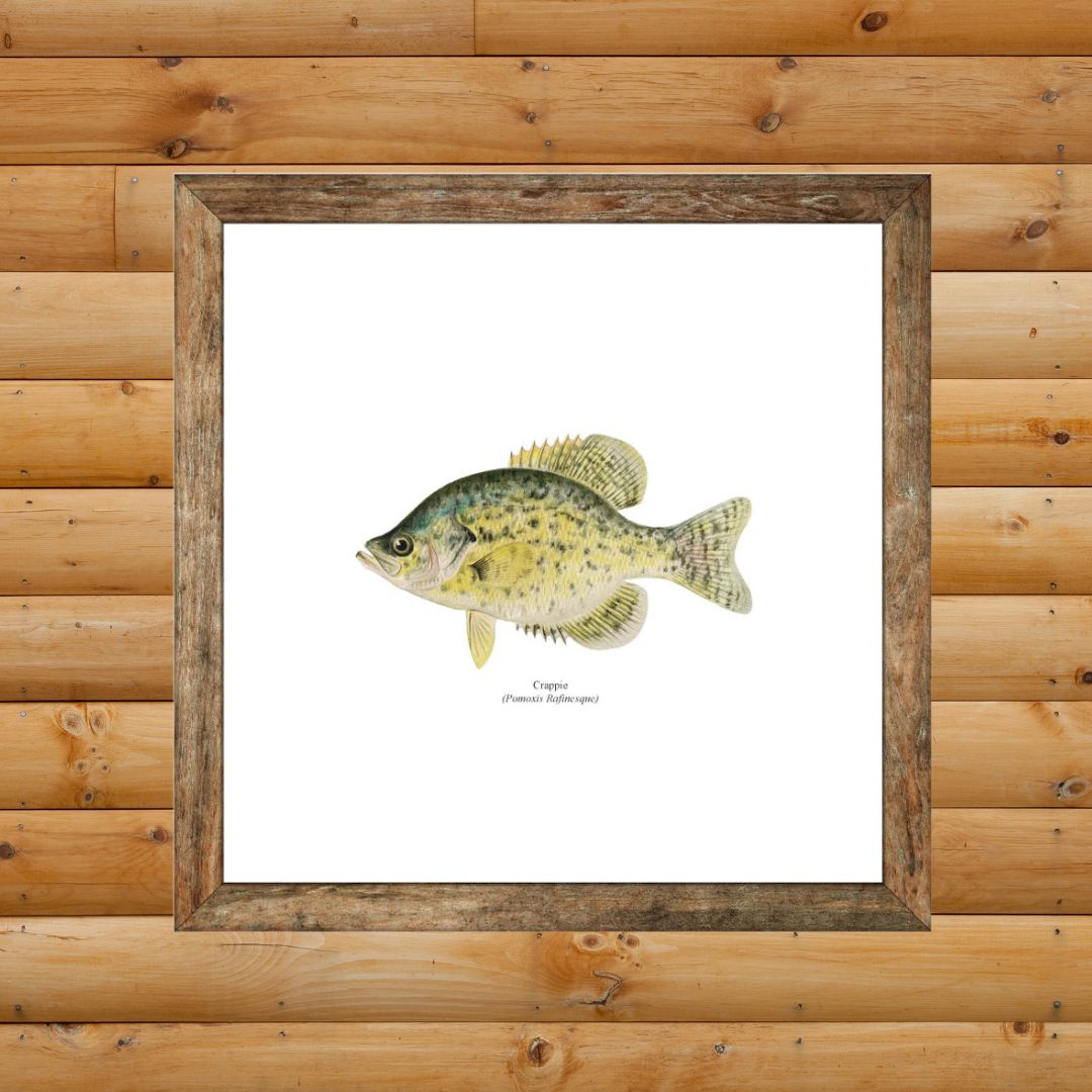 Crappie Freshwater Fisherman Naturalist Print | JBicklesbee