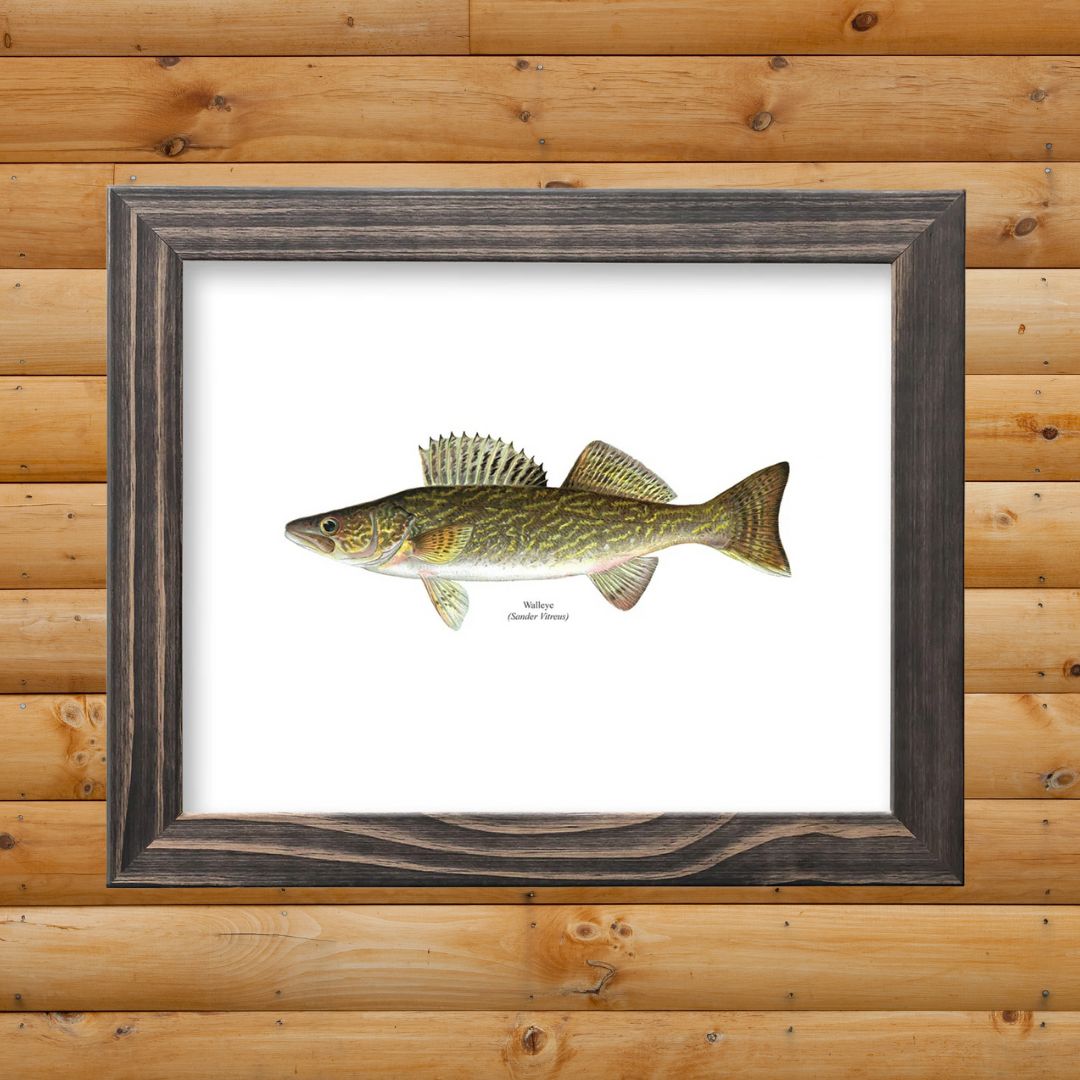 Walleye Vintage Naturalist Print | JBicklesbee