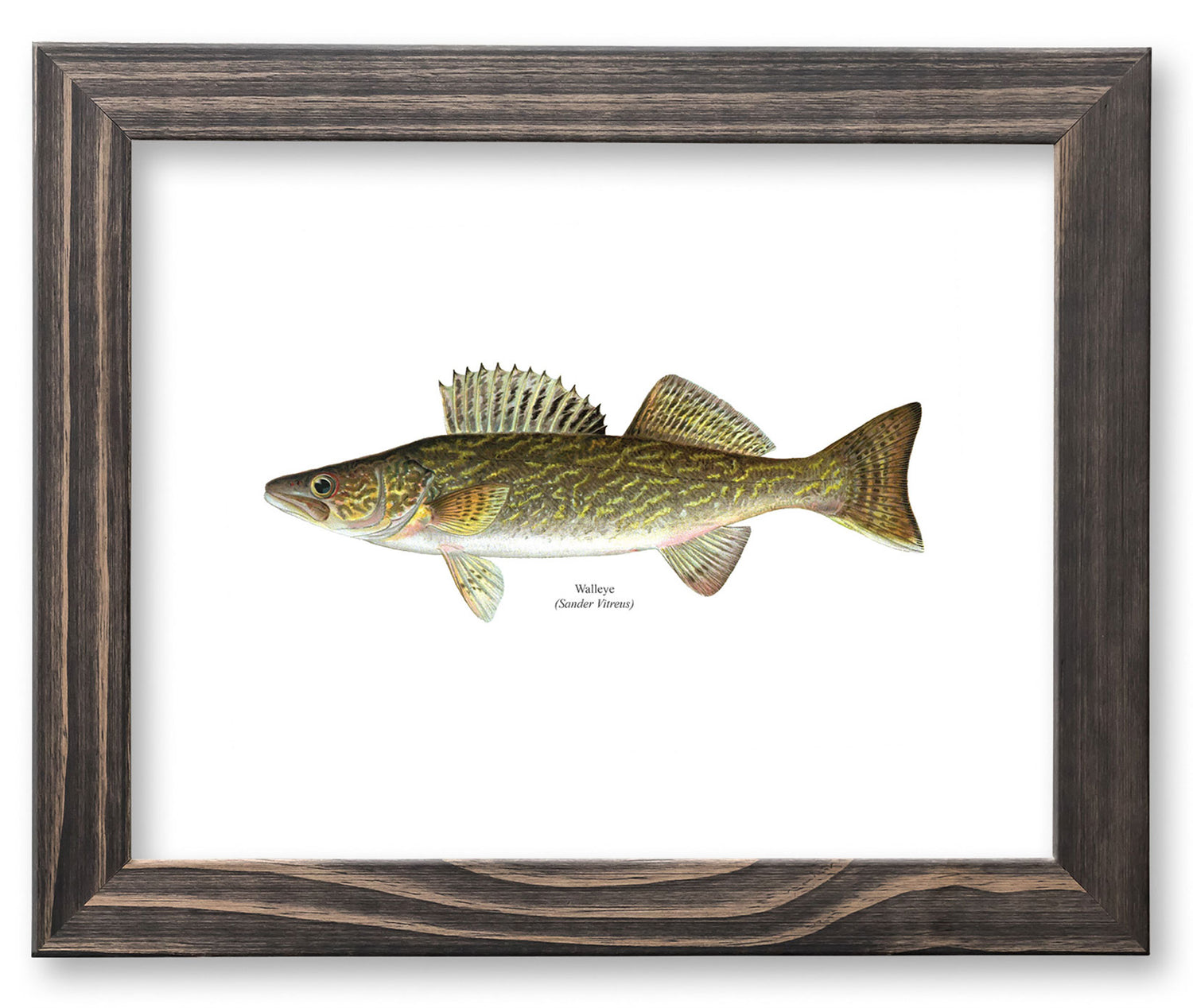 Walleye Vintage Naturalist Print | JBicklesbee